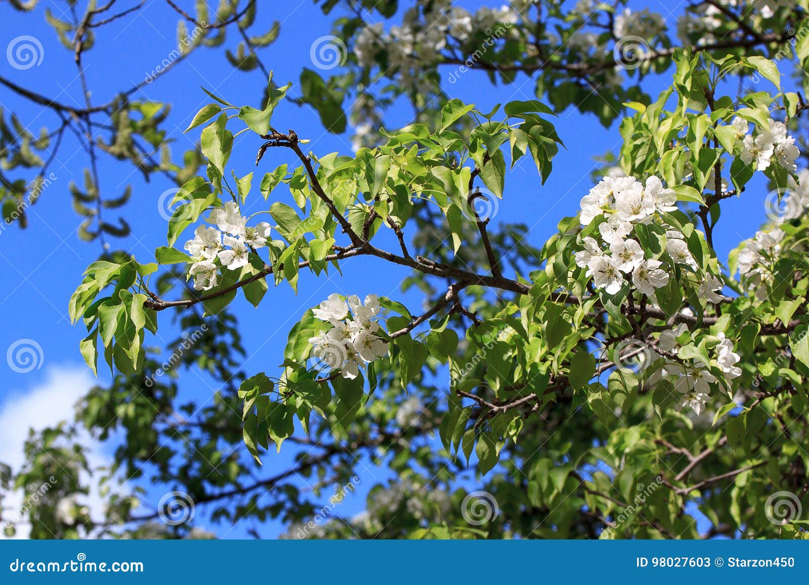 Blooming Young Pear Tree in the Spring Garden. Stock Image - Image of ...