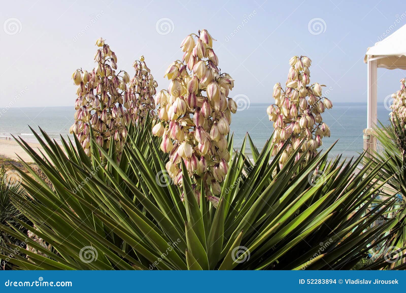 Blooming Yucca Filamentosa Coast of Spain Stock Photo - Image of ...