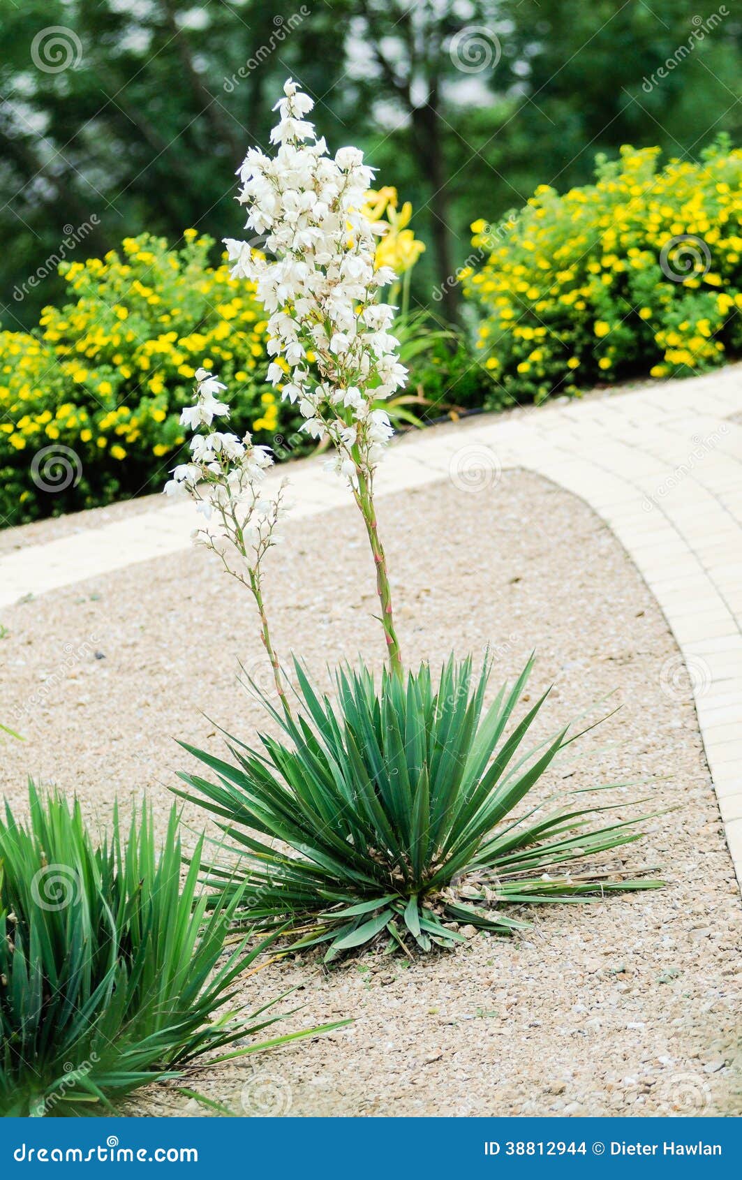 Blooming Yucca Plant On A Green Tropical Leaves Background.Spanish ...