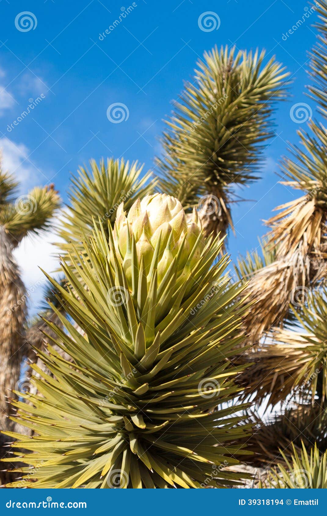 Blooming Yucca stock photo. Image of color, sand, arid - 39318194