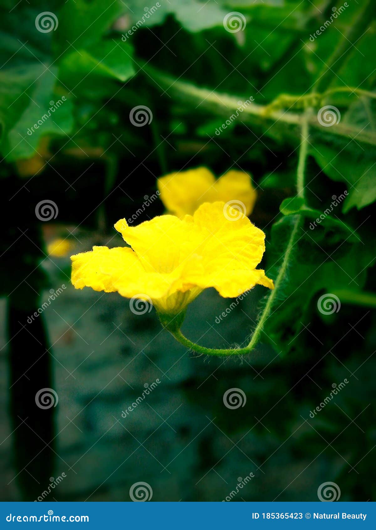 @Bloomingflower Morning Click of Nature Beauty. Stock Image - Image of ...