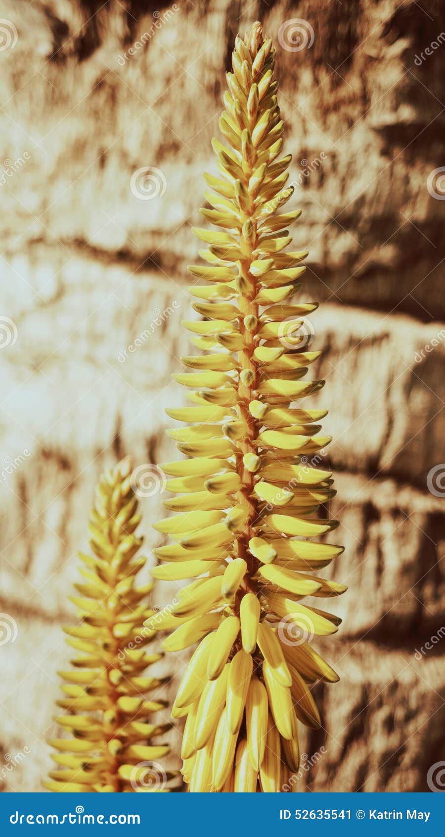 Blooms of an Aloe Vera Plant Stock Image - Image of format, health ...