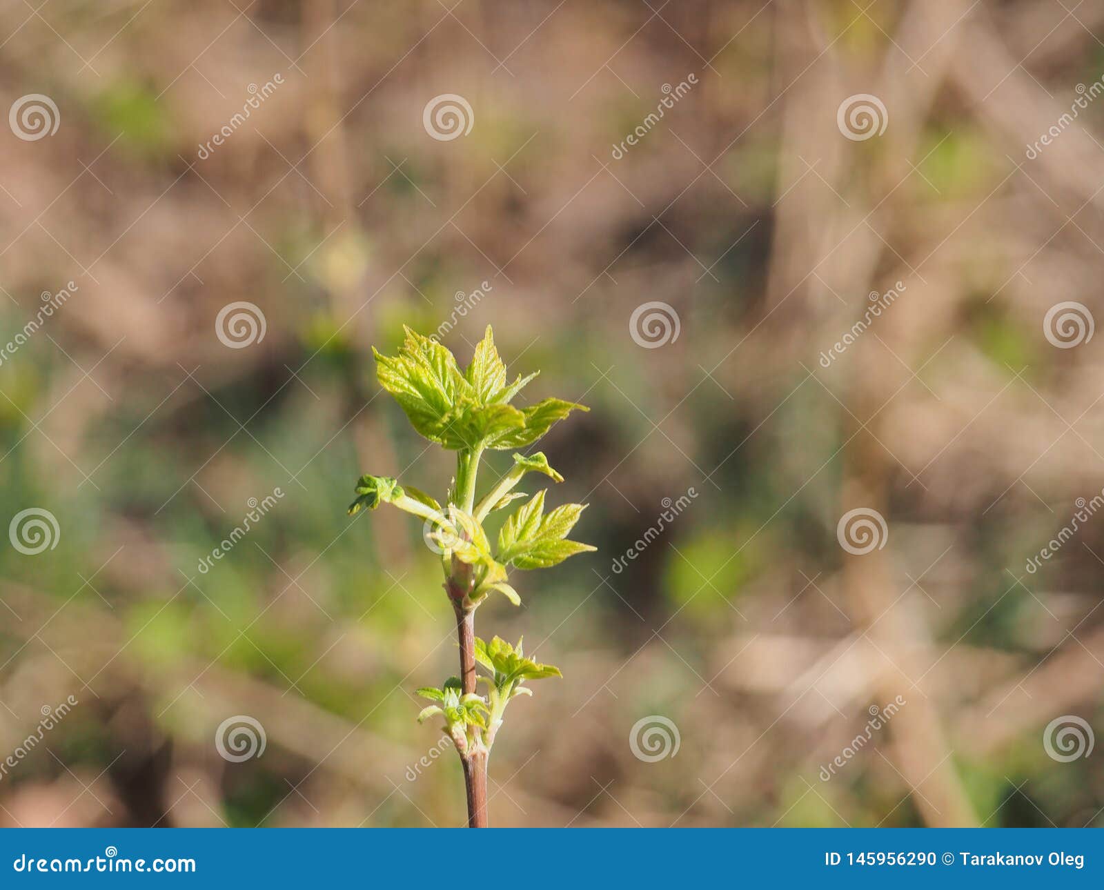 Blooms American Maple. the Young Leaves of the Tree Stock Photo - Image ...