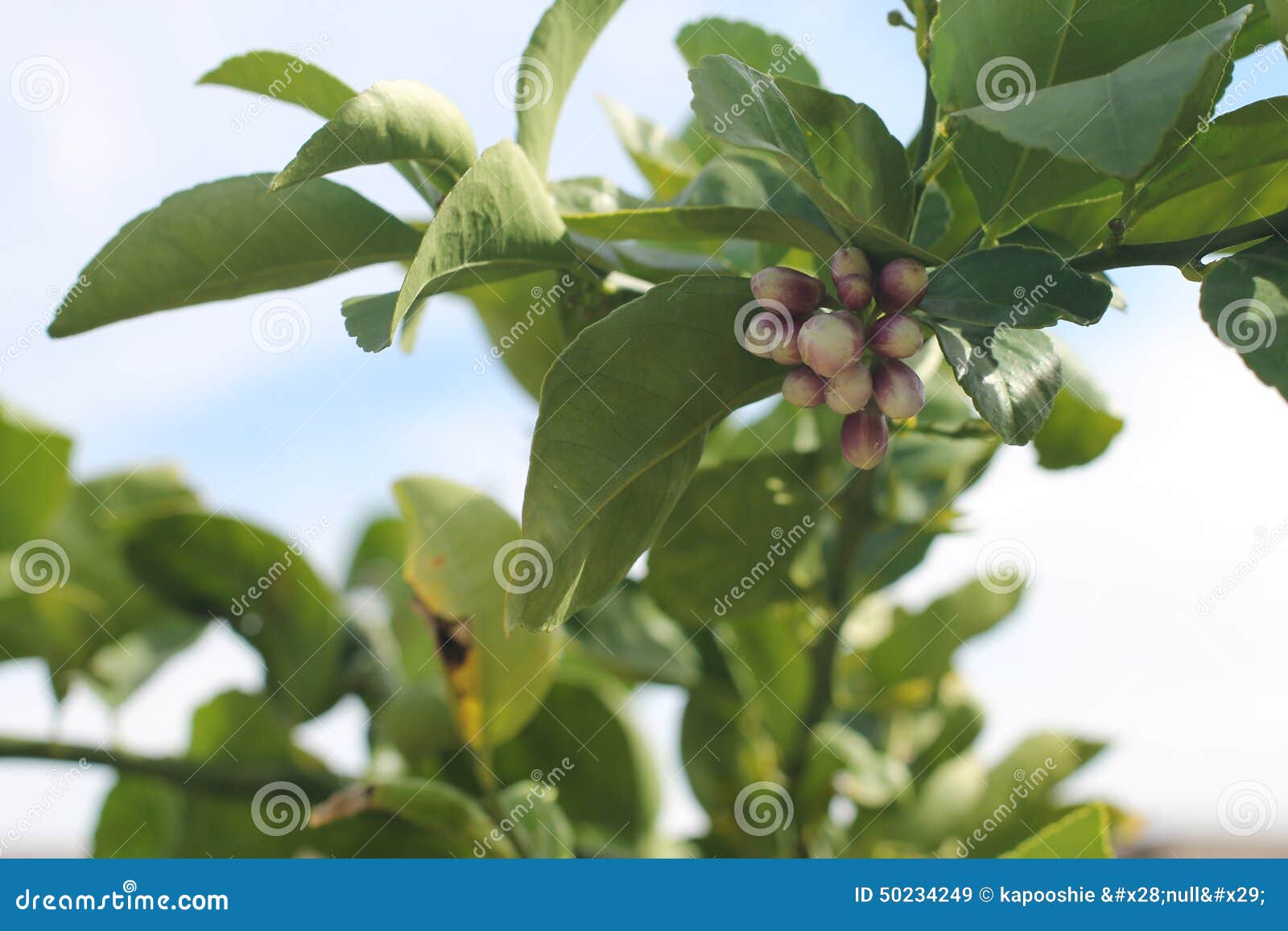 Citrus Blooms Awaiting Spring Stock Image - Image of lemon, time: 50234249
