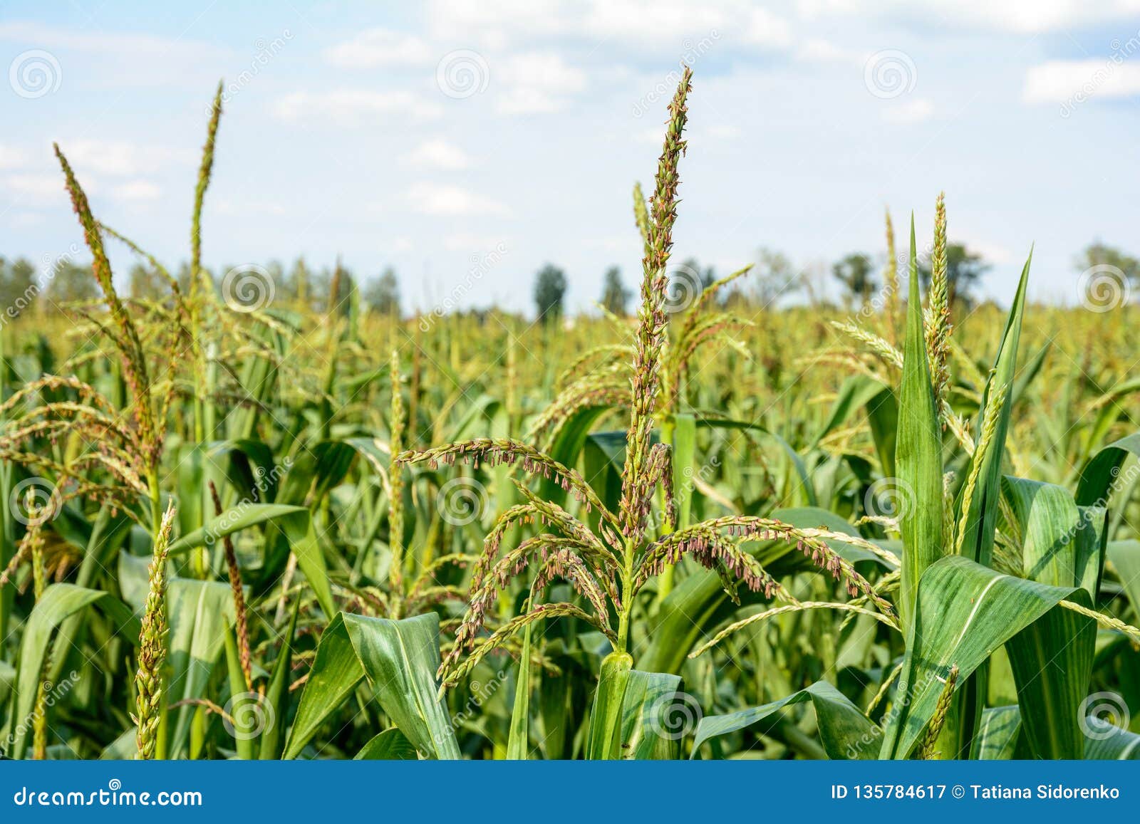 Blooms corn in summer stock image. Image of june, porridge - 135784617