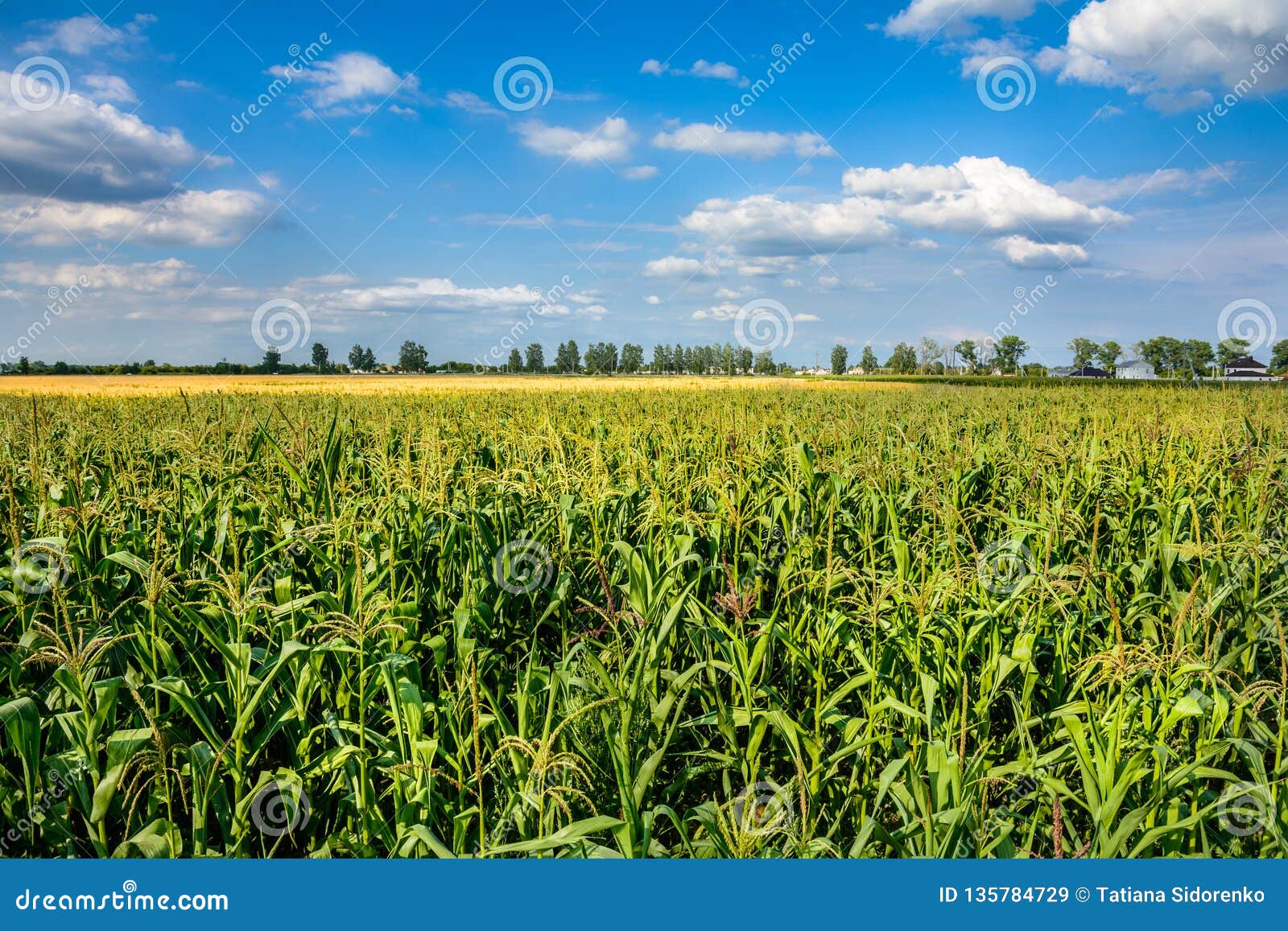 Blooms corn in summer stock image. Image of culture - 135784729