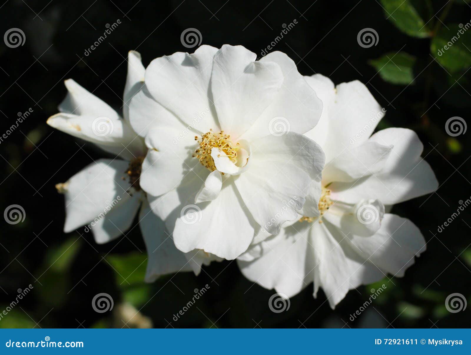 Blooms of eglantine stock image. Image of three, park - 72921611