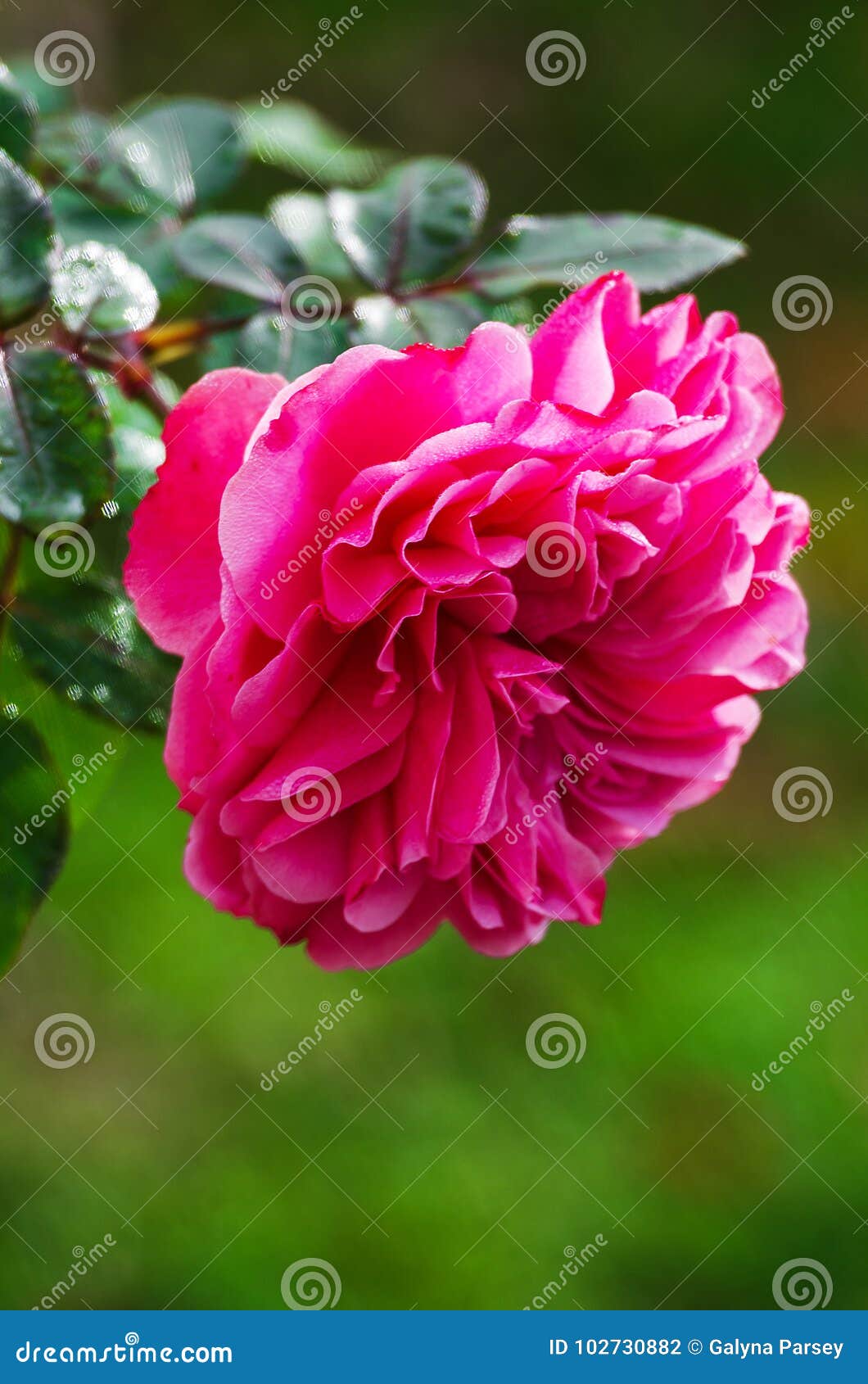 Blooms fragrant pink rose stock photo. Image of leaf - 102730882