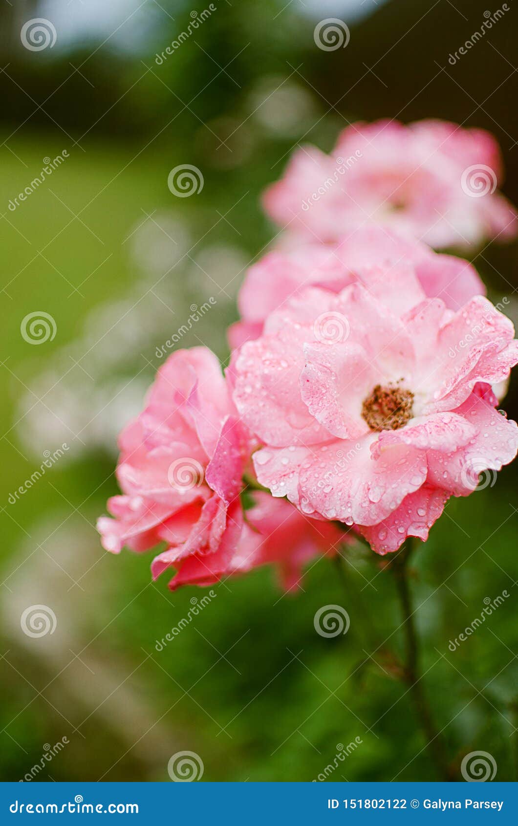 Blooms fragrant pink rose stock photo. Image of garden - 151802122