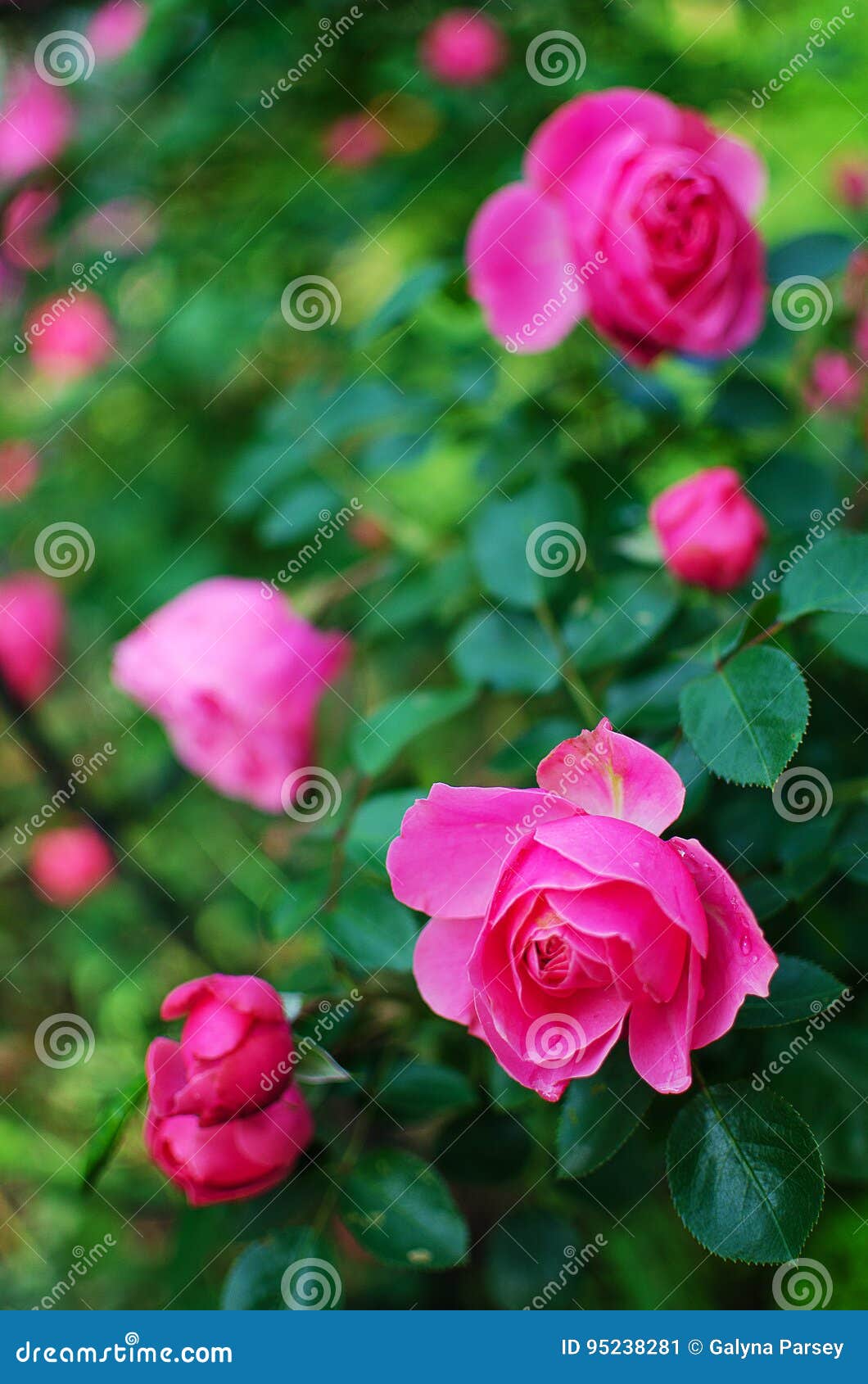 Blooms fragrant pink rose stock image. Image of natural - 95238281