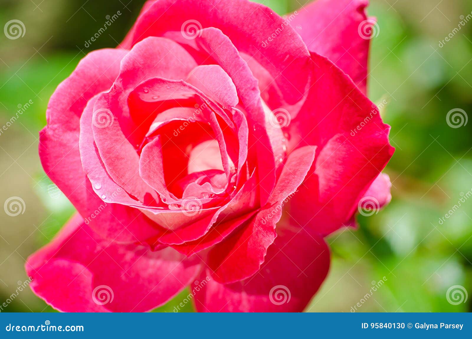Blooms fragrant pink rose stock photo. Image of holiday - 95840130