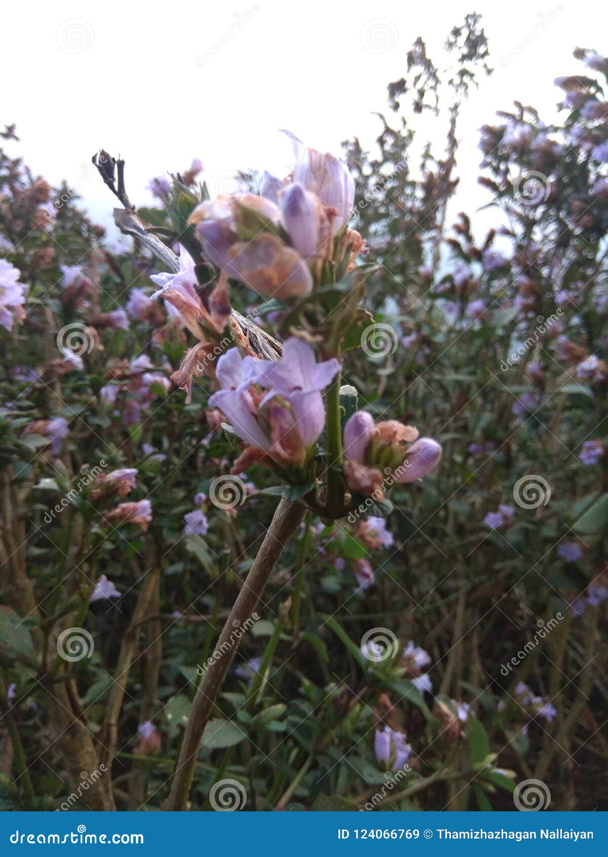 Kurinji collection stock image. Image of collection - 124066769