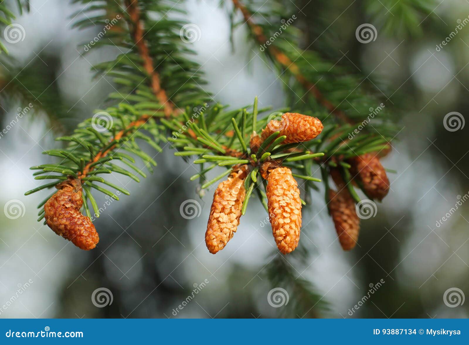 Blooms of spruce stock photo. Image of strobiles, detail - 93887134