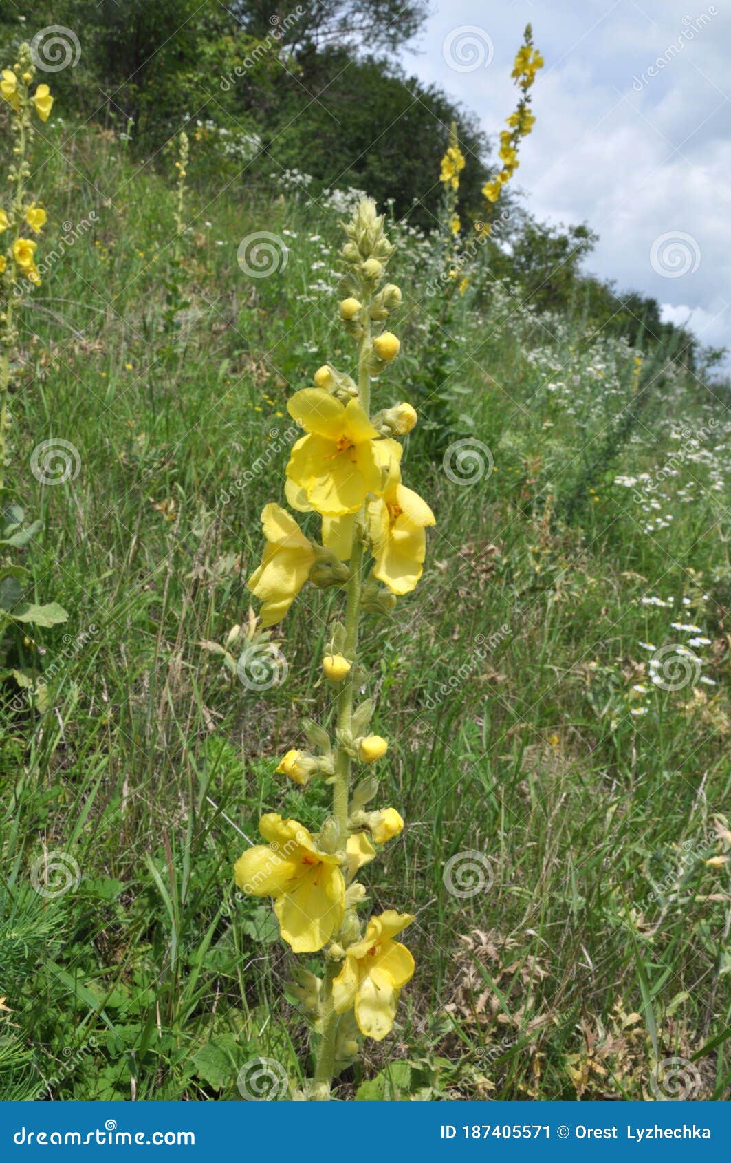 It Blooms in the Wild Mullein Verbascum Stock Image - Image of green ...