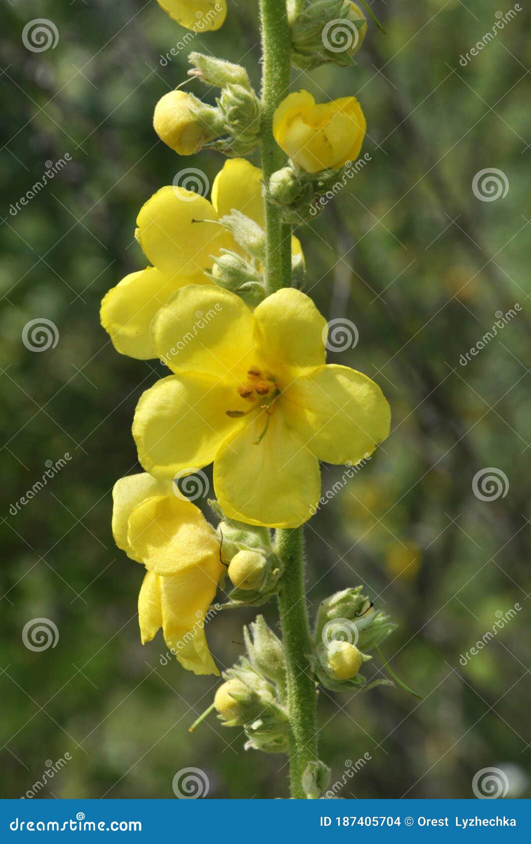 It Blooms in the Wild Mullein Verbascum Stock Photo - Image of garden ...