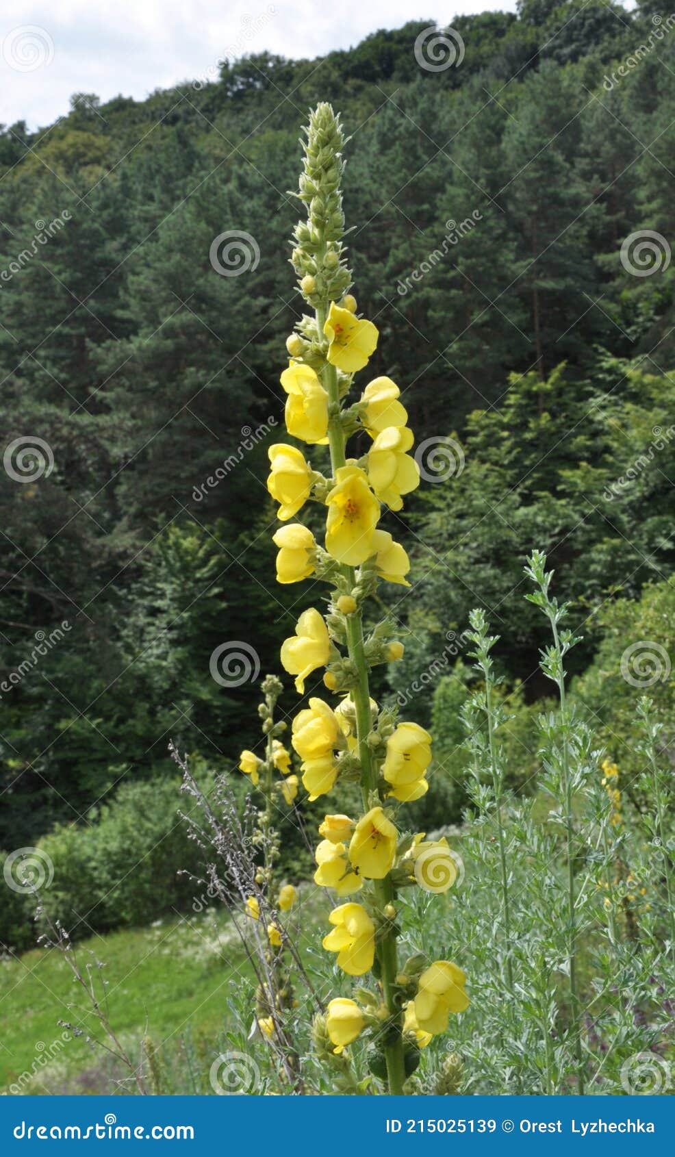 It Blooms in the Wild Mullein Verbascum Stock Image - Image of great ...