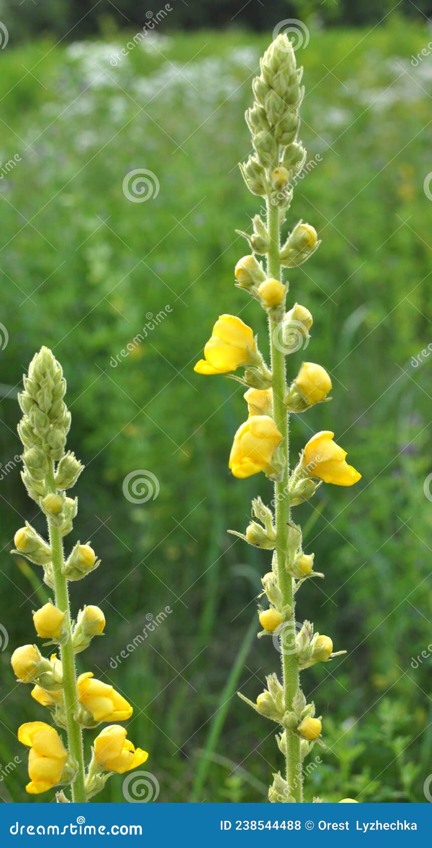 It Blooms in the Wild Mullein Verbascum Stock Photo - Image of blooming ...