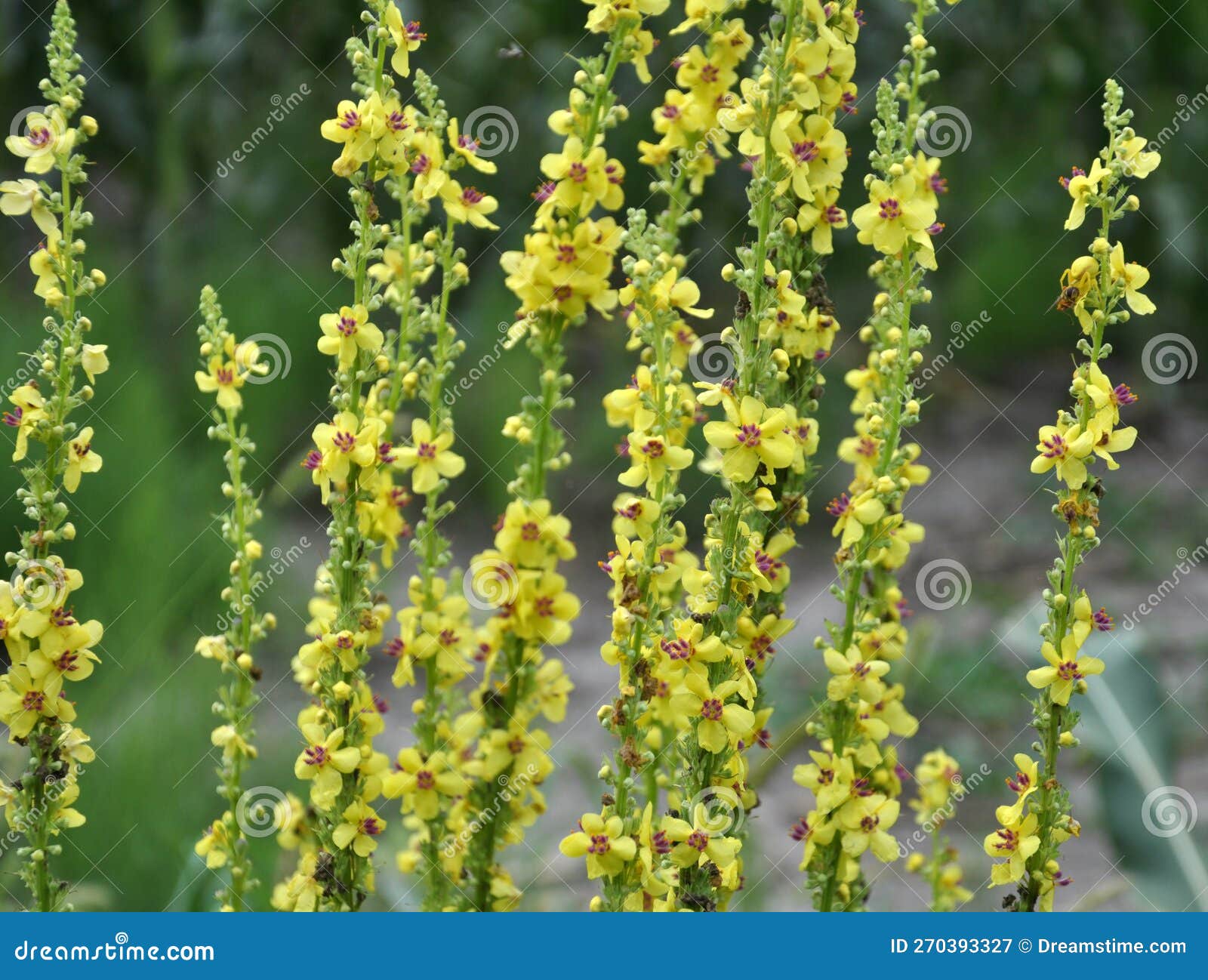 It Blooms in the Wild Mullein (Verbascum Stock Image - Image of nature ...