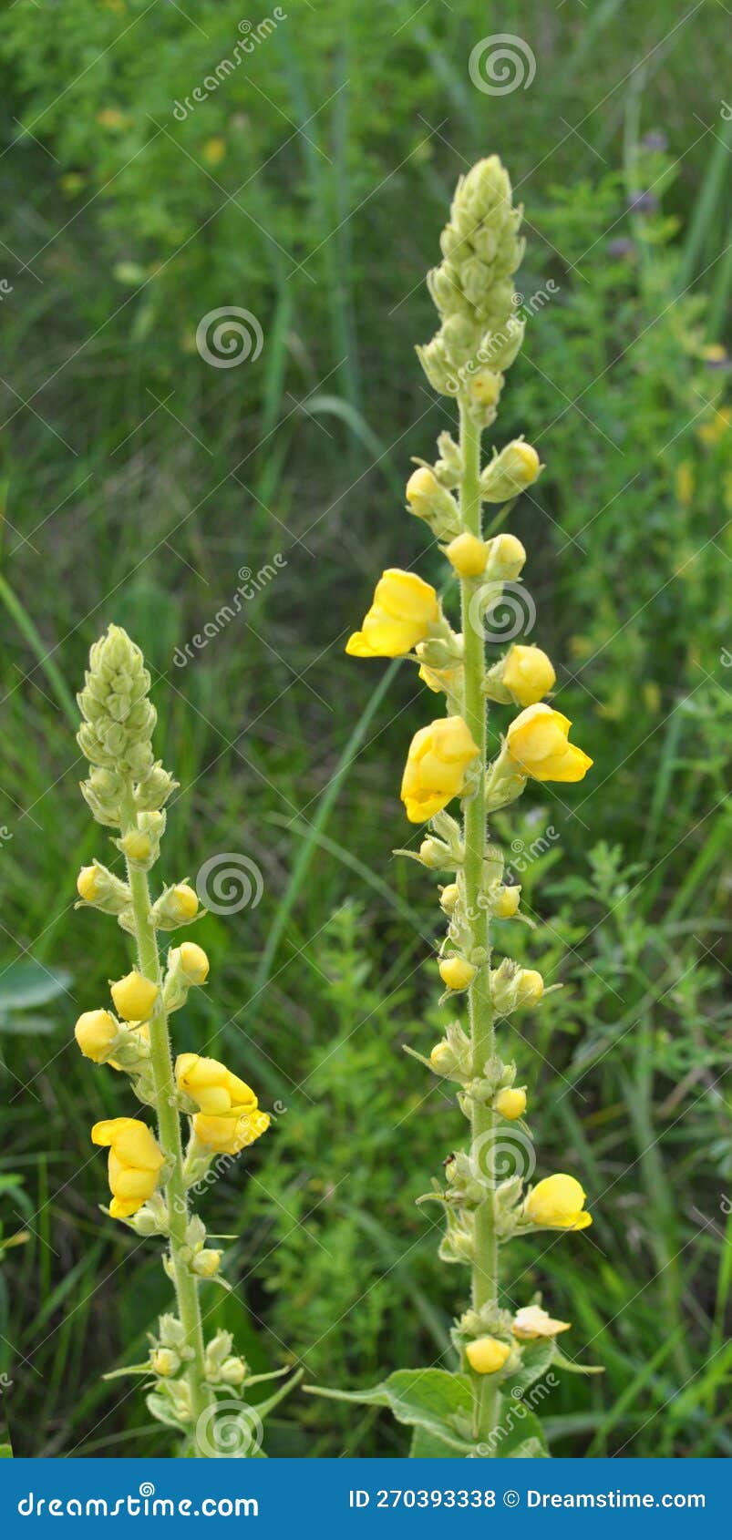 It Blooms in the Wild Mullein (Verbascum Stock Photo - Image of bloom ...