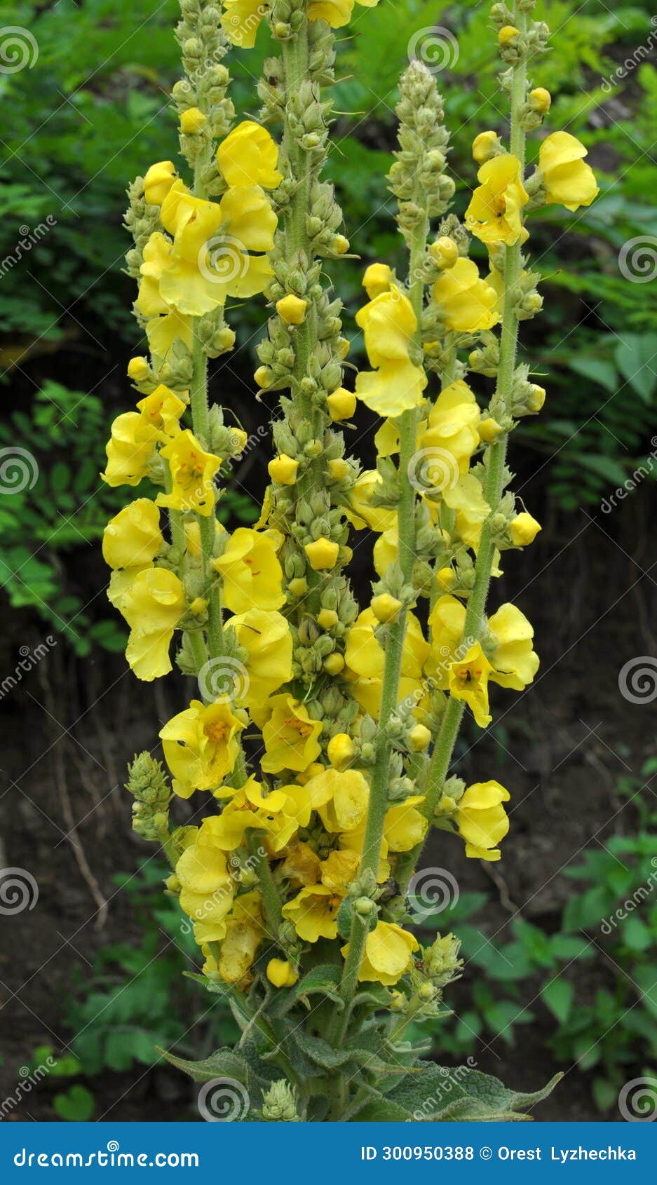 It Blooms in the Wild Mullein (Verbascum Stock Photo - Image of plant ...