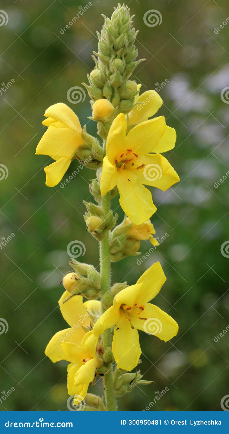 It Blooms in the Wild Mullein (Verbascum Stock Image - Image of color ...