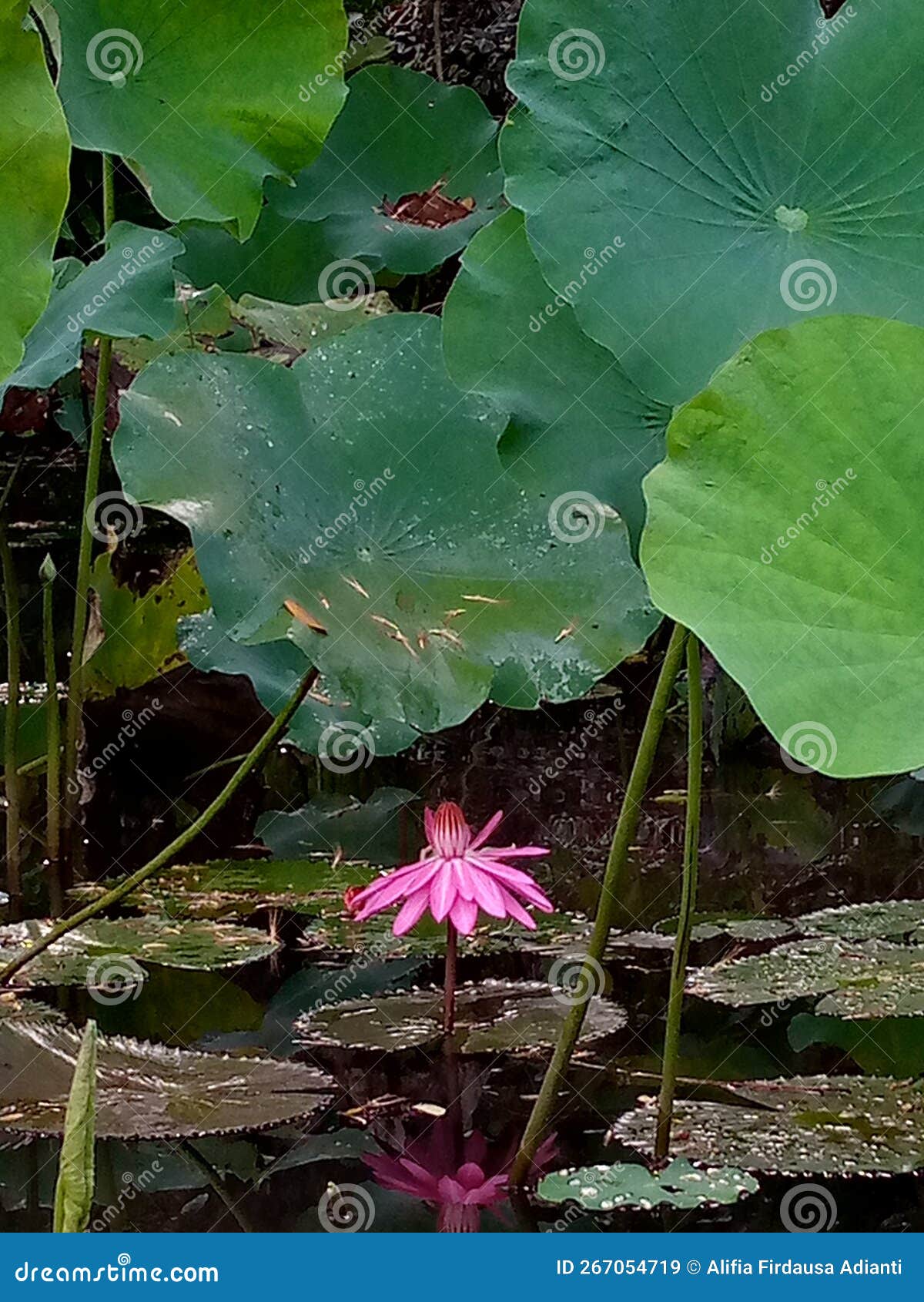 Bloomy Lotus in the Corner of Lake Stock Image - Image of bloomy, green ...