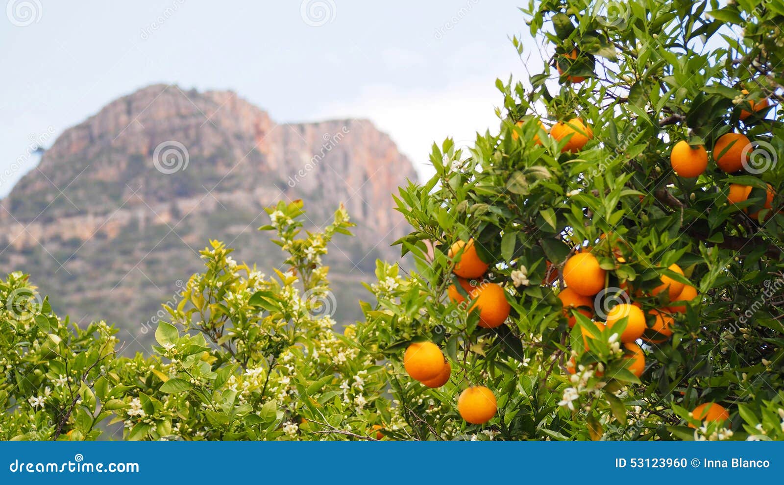 Bloomy Orange Tree and a Mountain in Valencia, Spain Stock Photo ...