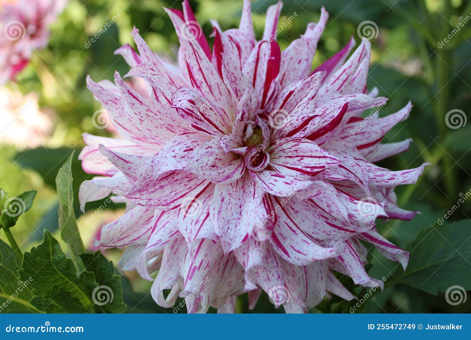 Blosome stock image. Image of produce, food, blossom - 255472749