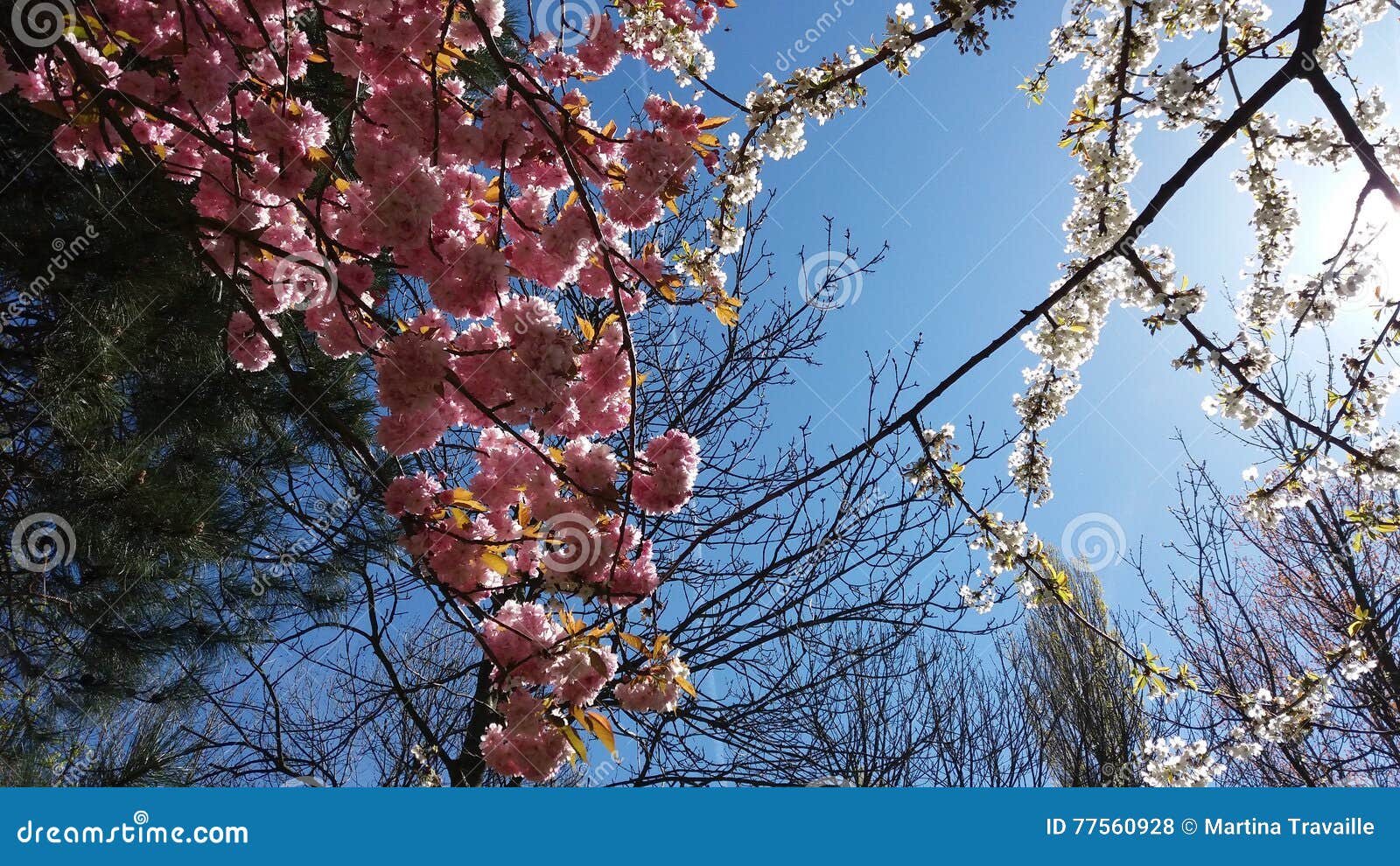 Blossem stock photo. Image of blossem, blue, white, pink - 77560928