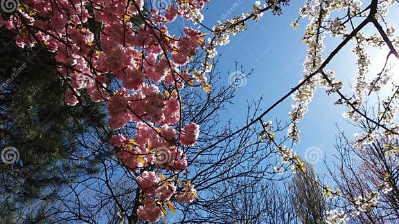 Blossem stock photo. Image of blossem, blue, white, pink - 77560928