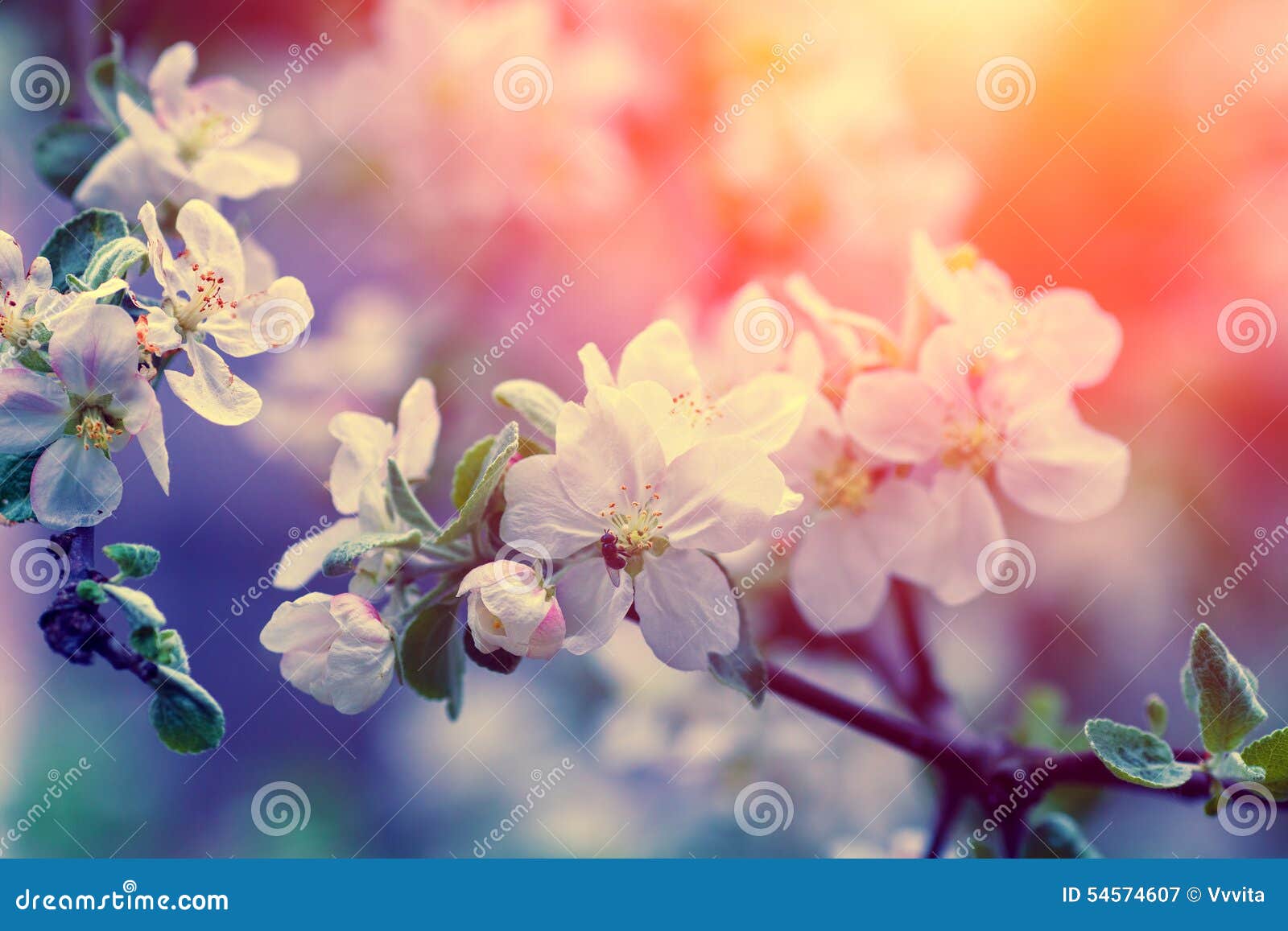 Blossom apple tree stock image. Image of freshness, botany - 54574607
