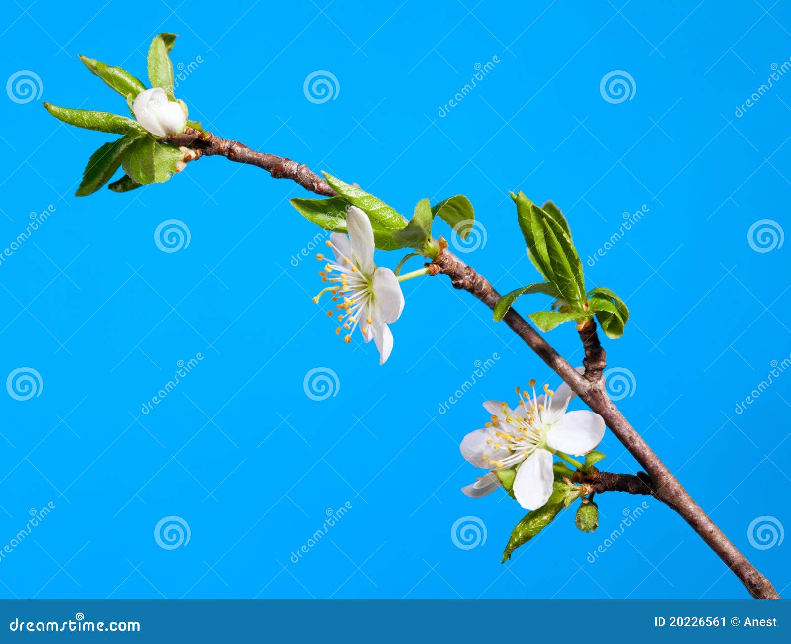 Blossom apple twig stock image. Image of macro, apple - 20226561