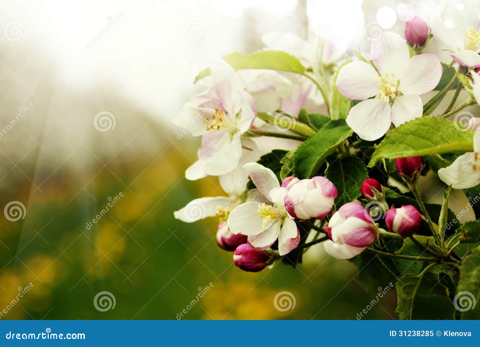 Blossom Apples Garden in the Spring Stock Image - Image of leaf, beauty ...