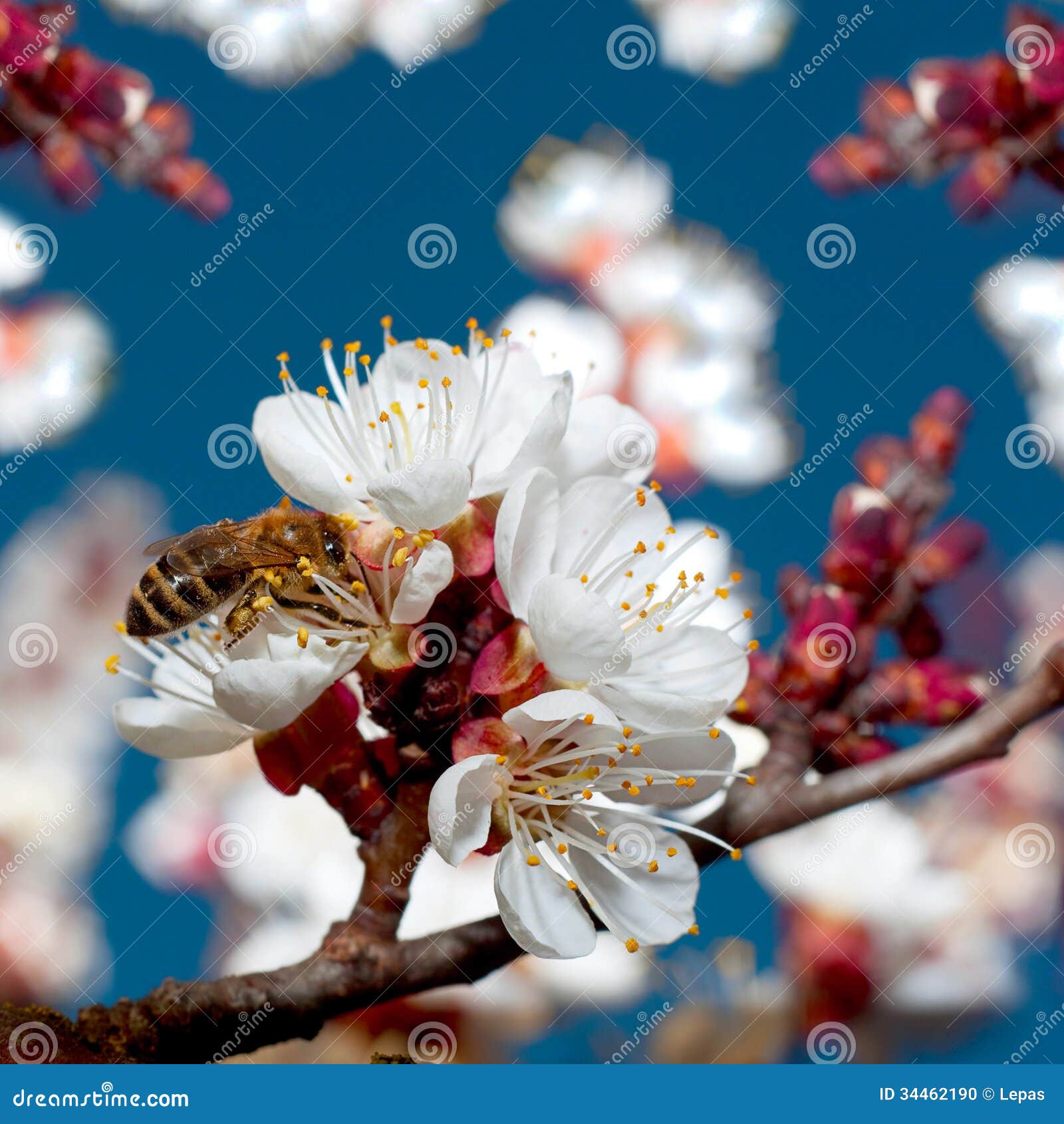 Blossom aprocot tree stock photo. Image of nature, apricot - 34462190