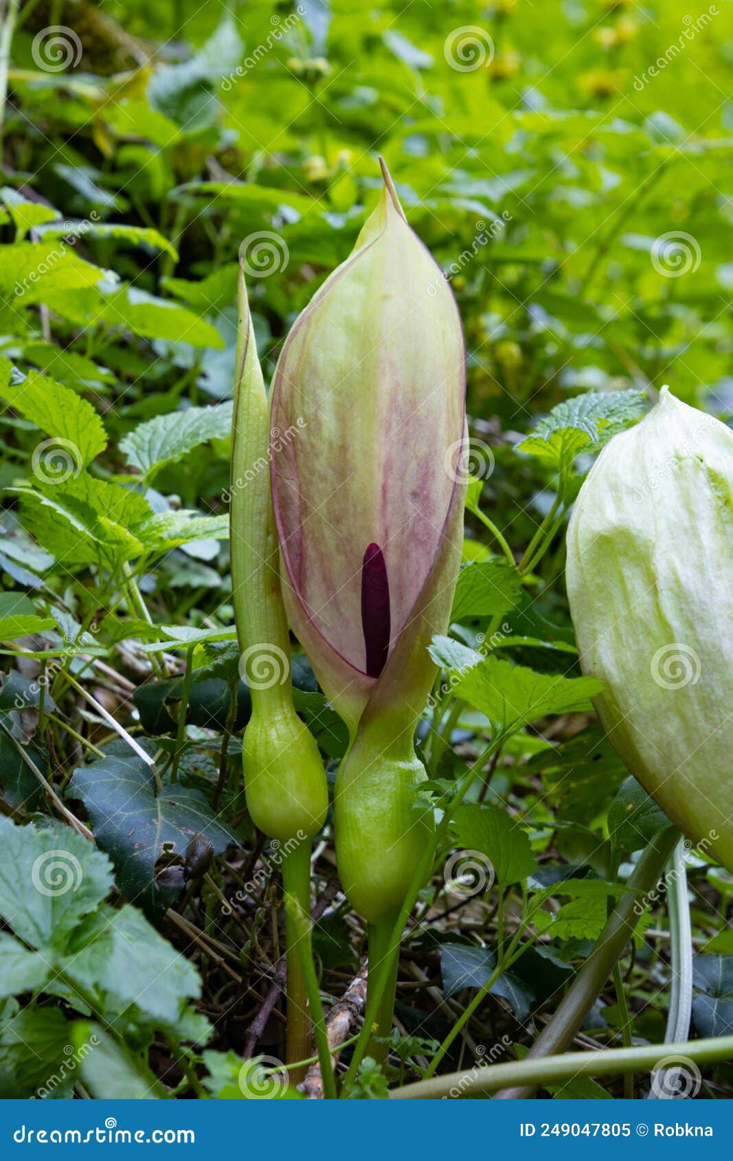 Blossom of Arum Maculatum in Spring Stock Image - Image of detail ...