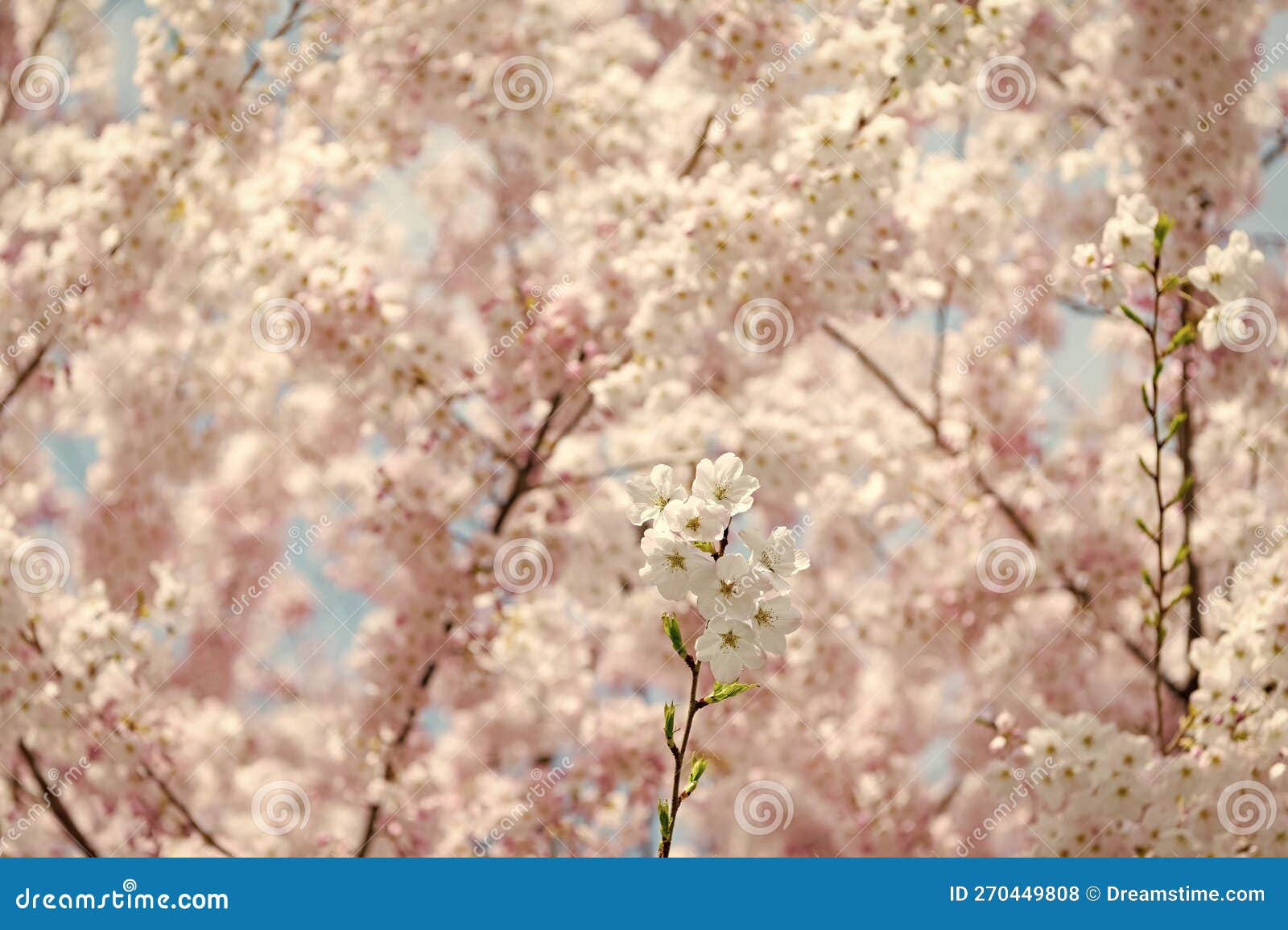 Blossom Background of Sakura Tree in Summer Stock Photo - Image of ...