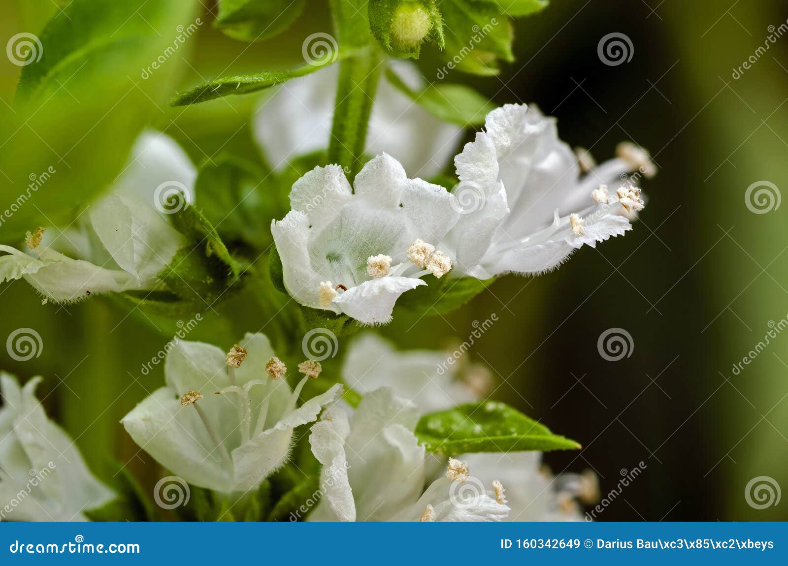 Blossom of basil in garden stock image. Image of leaf - 160342649