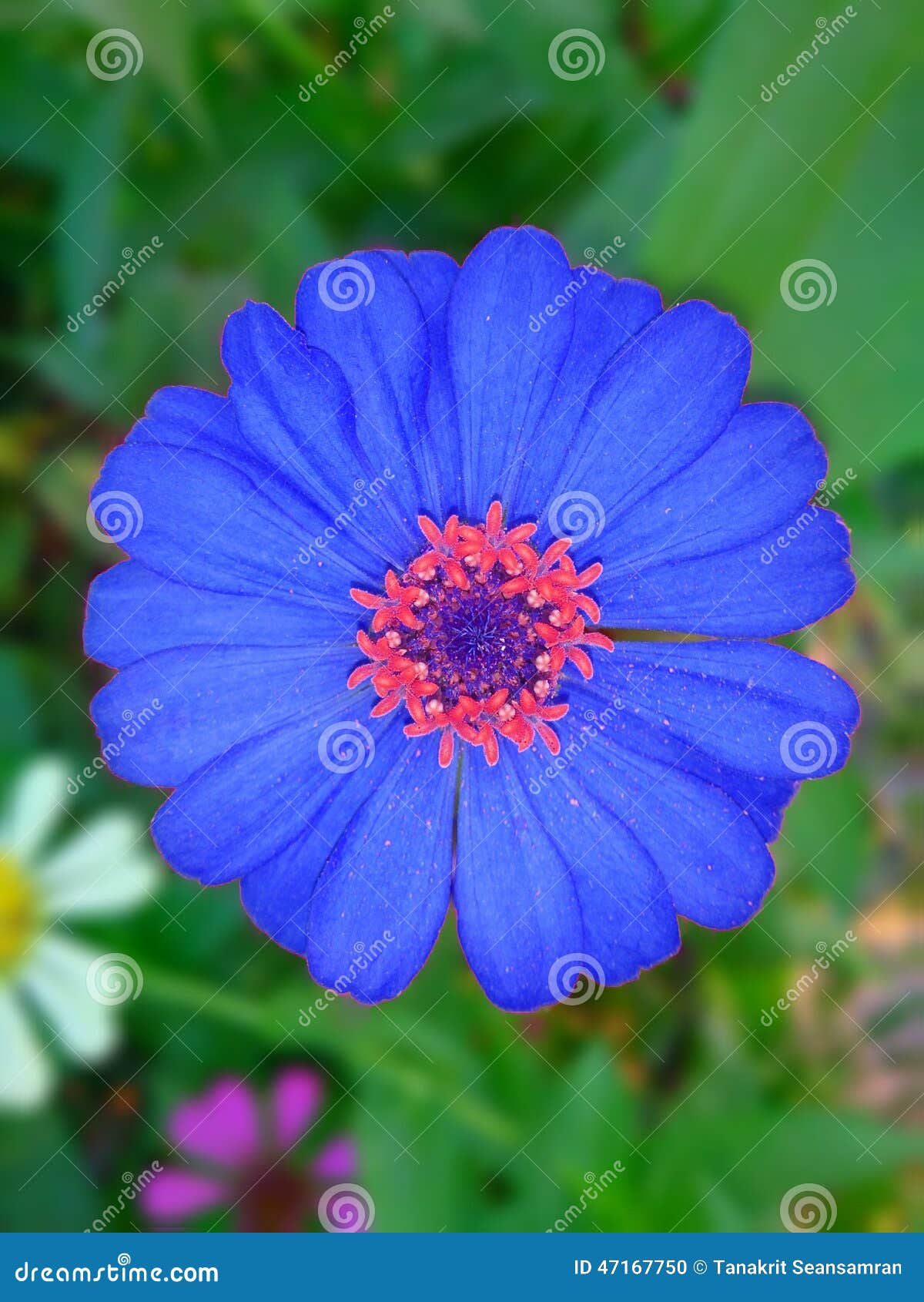 Blossom blue stock photo. Image of blue, blossom, flower - 47167750