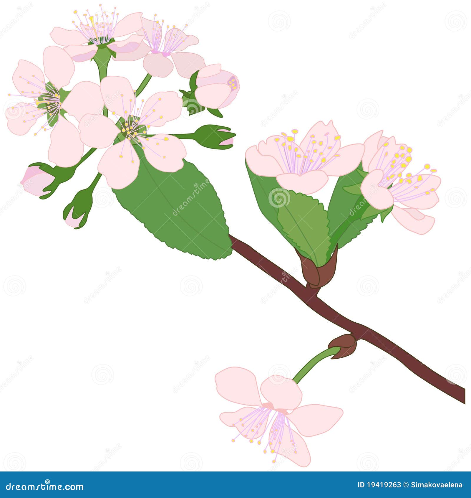 Blossom branch stock vector. Illustration of decoration - 19419263