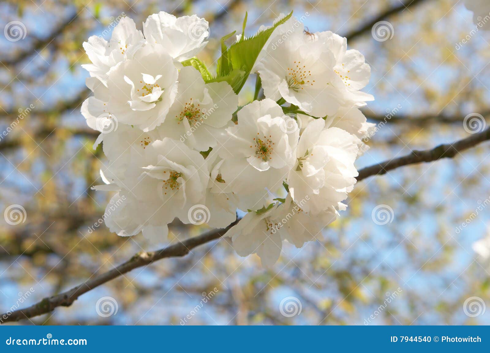 Blossom branch stock photo. Image of flowers, springtime - 7944540