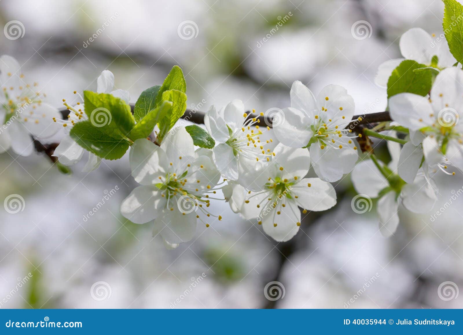 Blossom Branch with Beautiful Spring Flowers Stock Photo - Image of ...