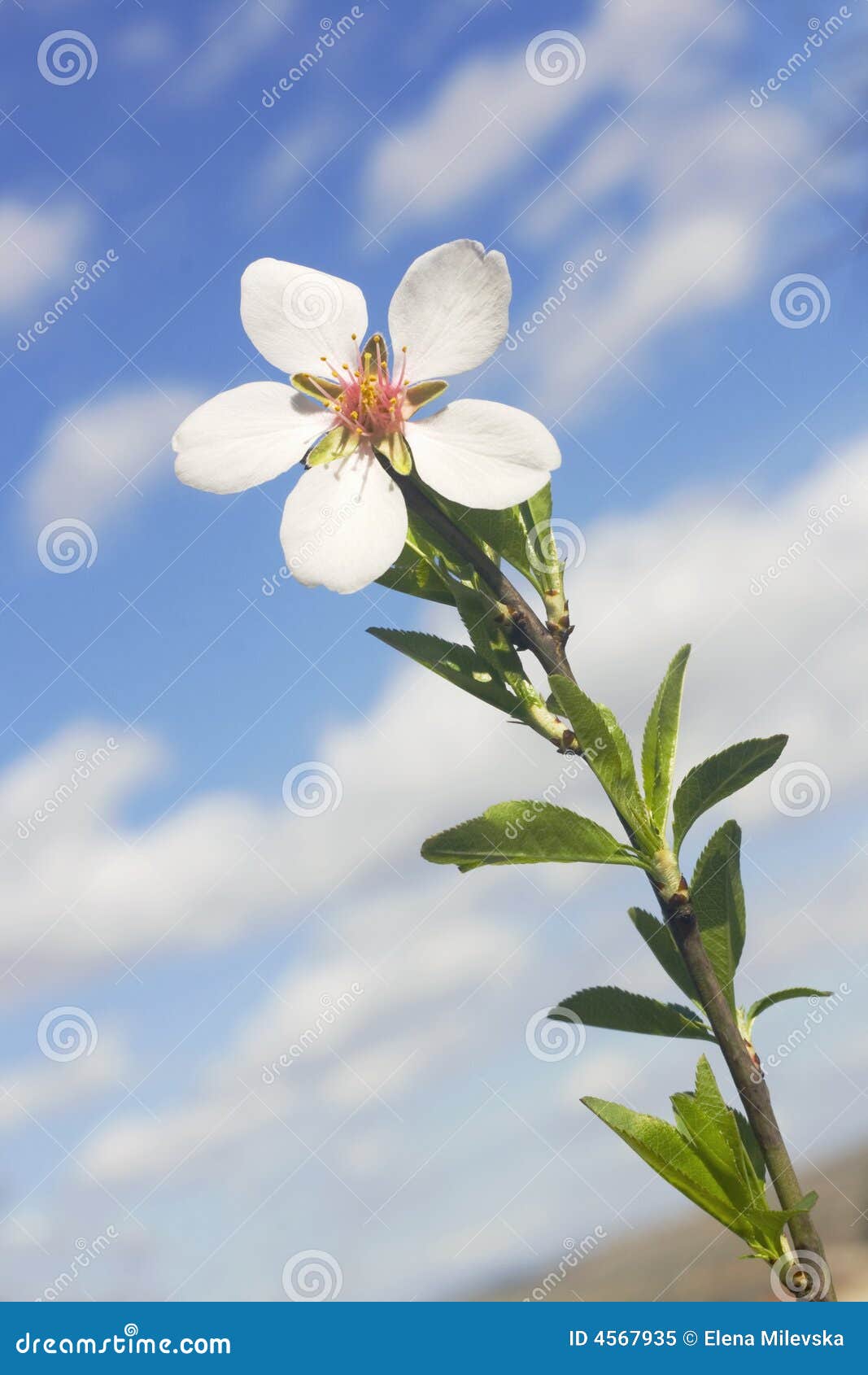Blossom Branch with One Flower Stock Image - Image of season, white ...