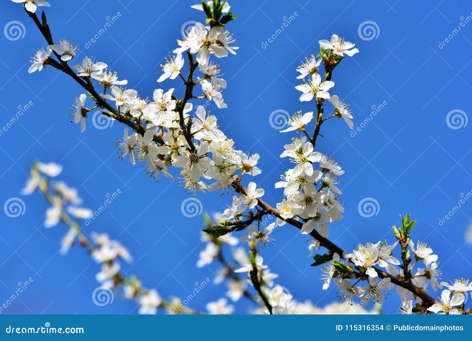 Blossom, Branch, Sky, Spring Picture. Image: 115316354