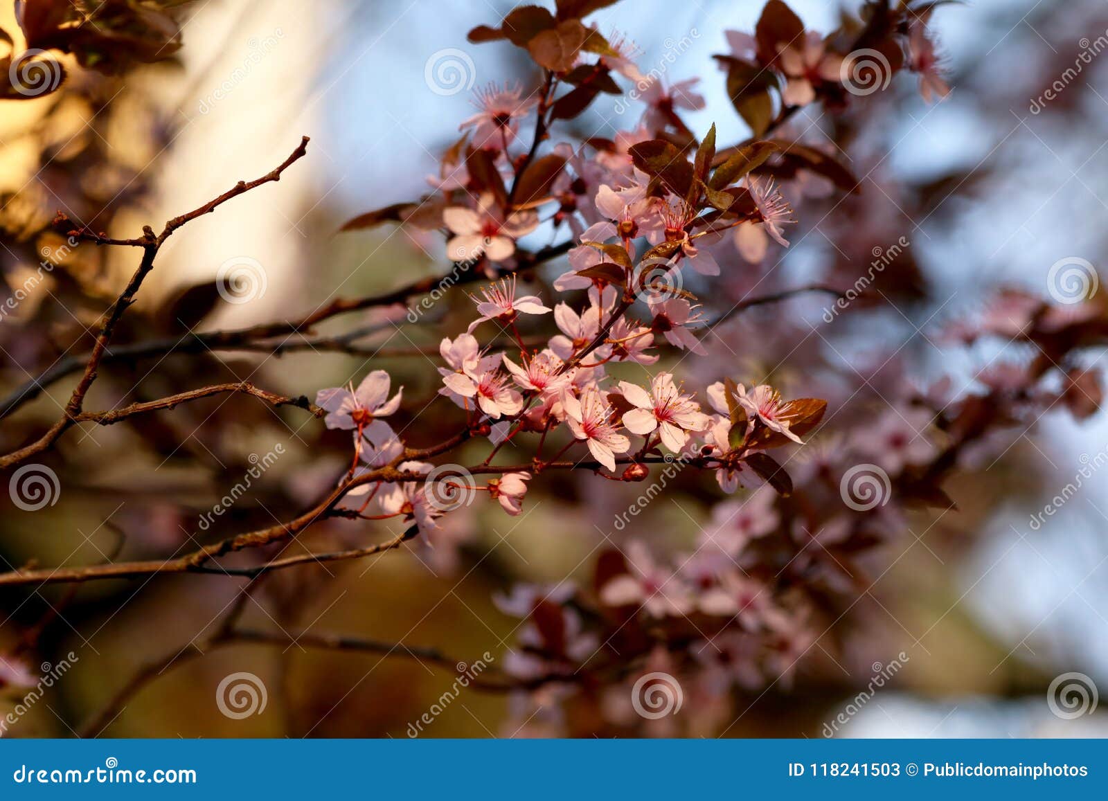 Blossom, Branch, Spring, Pink Picture. Image: 118241503