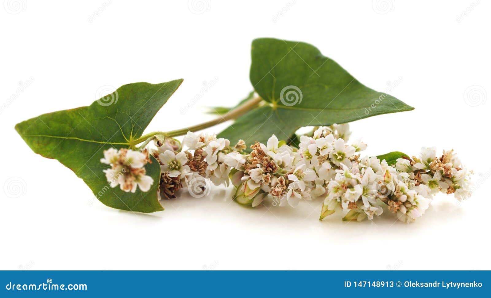 Blossom of Buckwheat with Leaves Stock Image - Image of blossoming ...