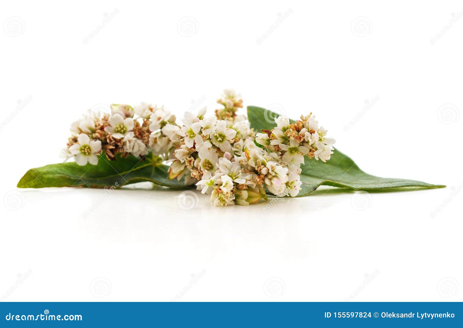 Blossom of Buckwheat with Leaves Stock Photo - Image of season, herb ...