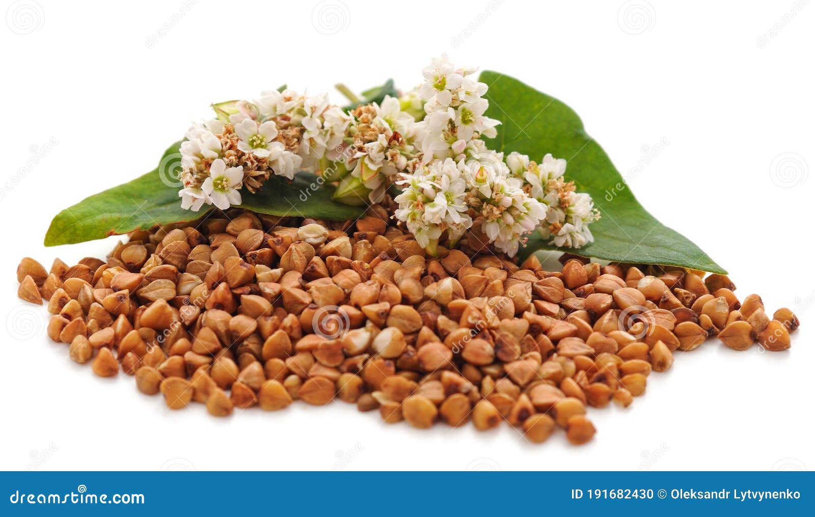 Blossom of Buckwheat with Leaves Stock Photo - Image of freshness ...