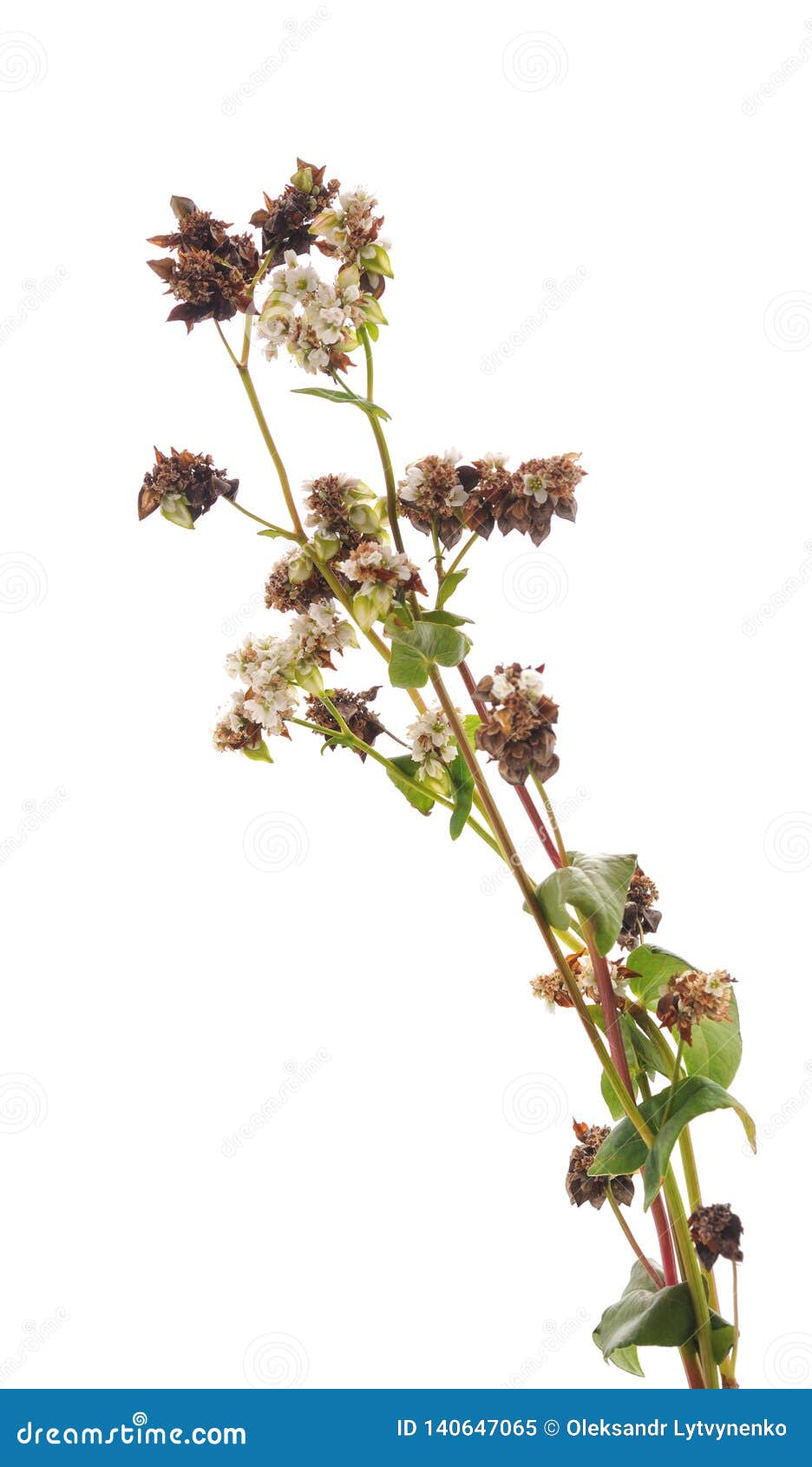 Blossom of Buckwheat with Leaves Stock Image - Image of grain, green ...