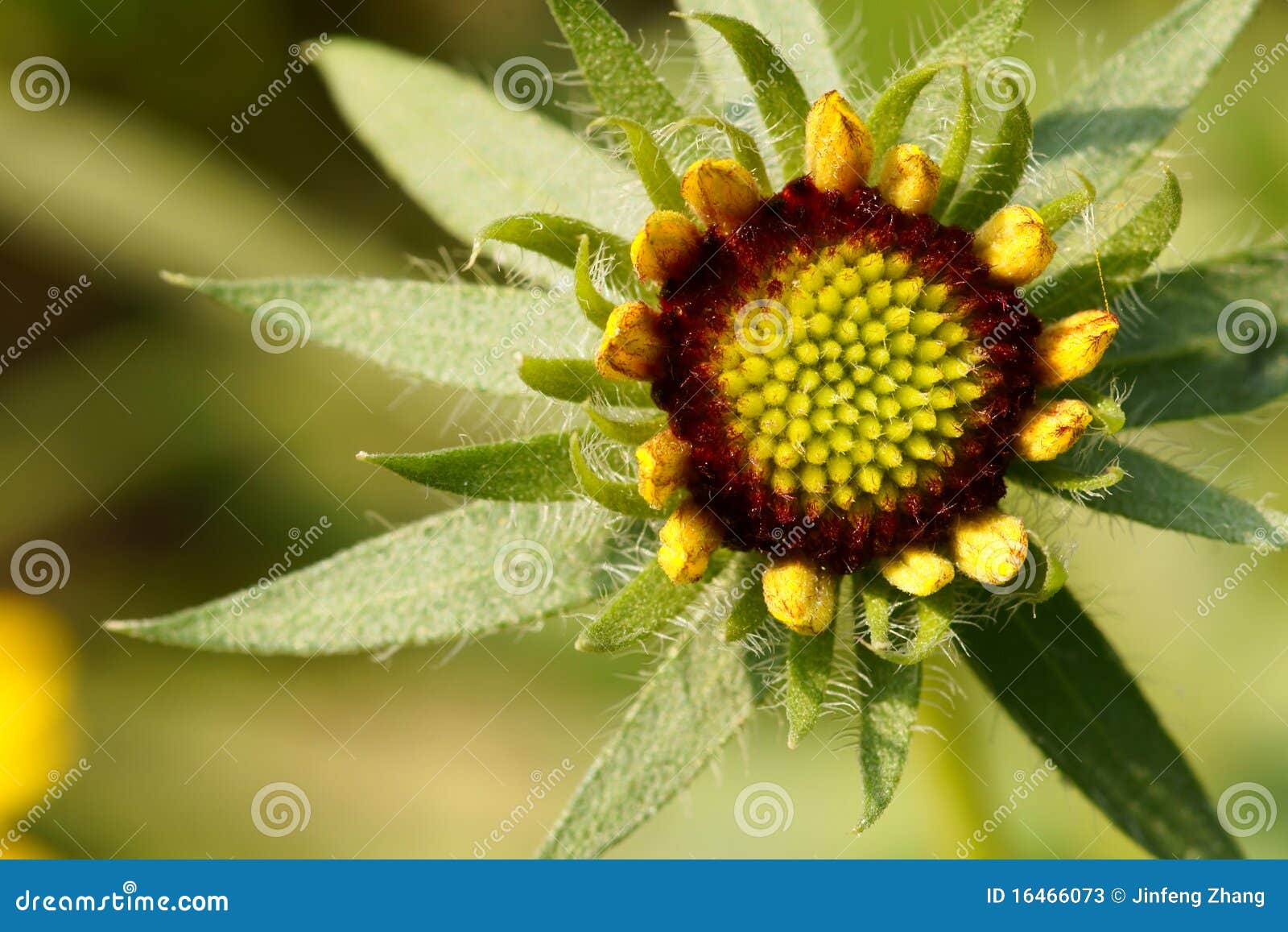 Blossom bud stock image. Image of flowers, leaf, leaves - 16466073