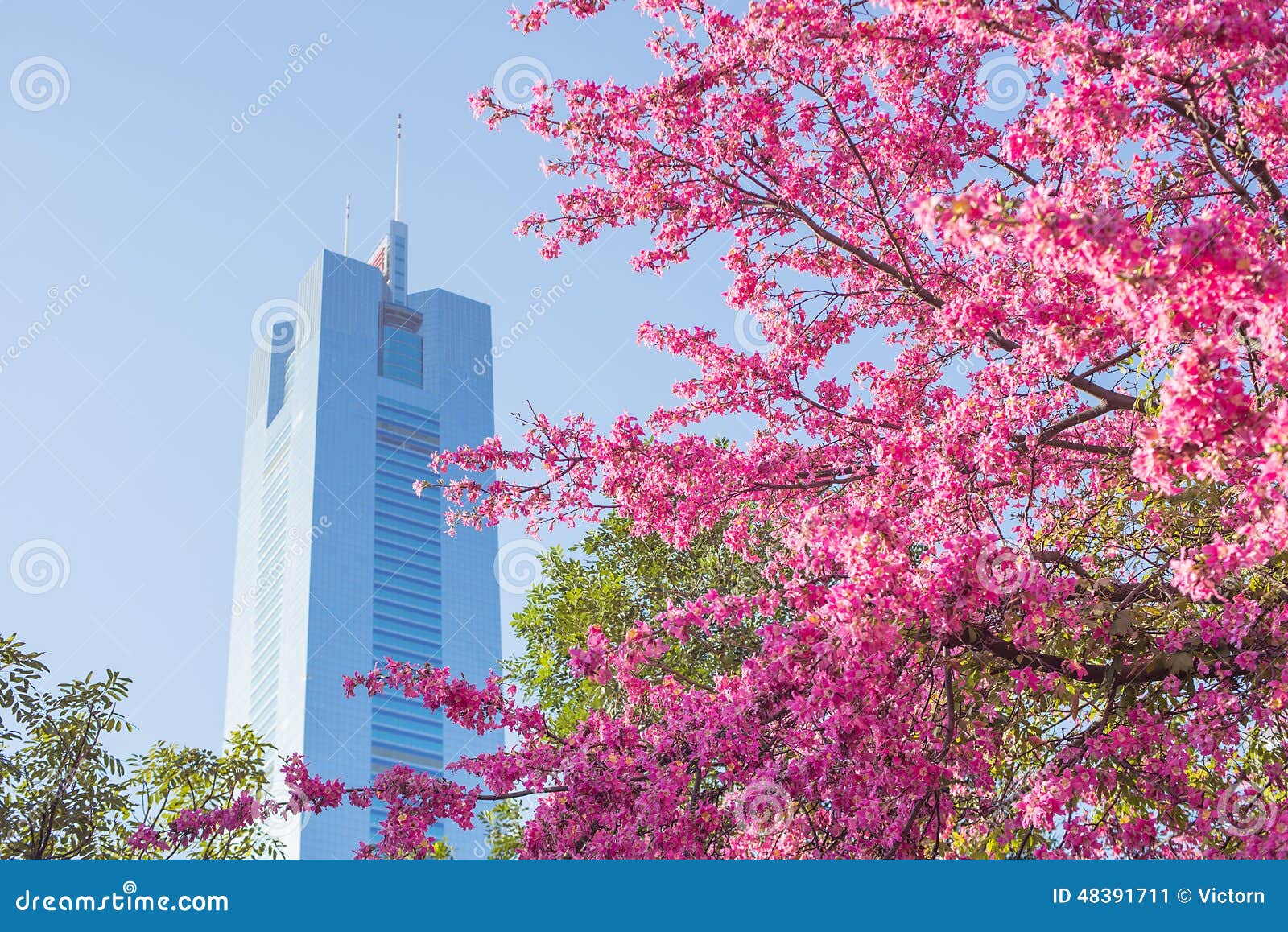 Blossom and building stock image. Image of building, leaves - 48391711